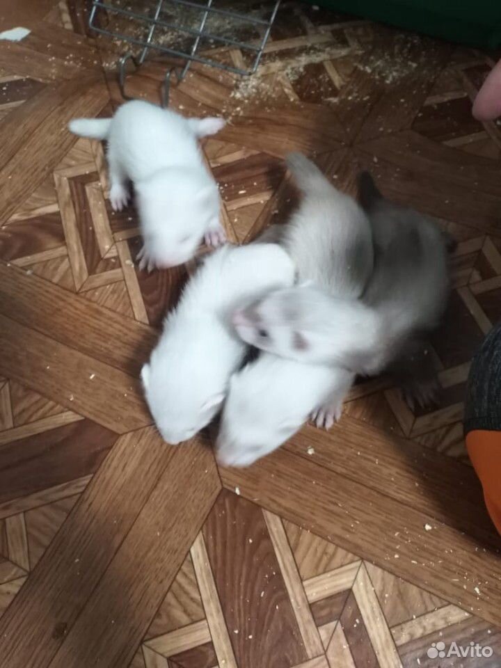 Щенки хорька