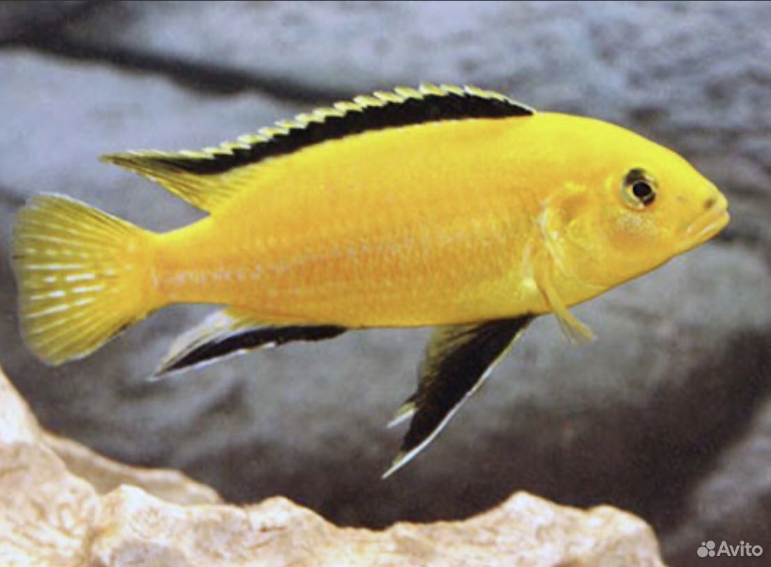 Цихлида лабидохромис елоу