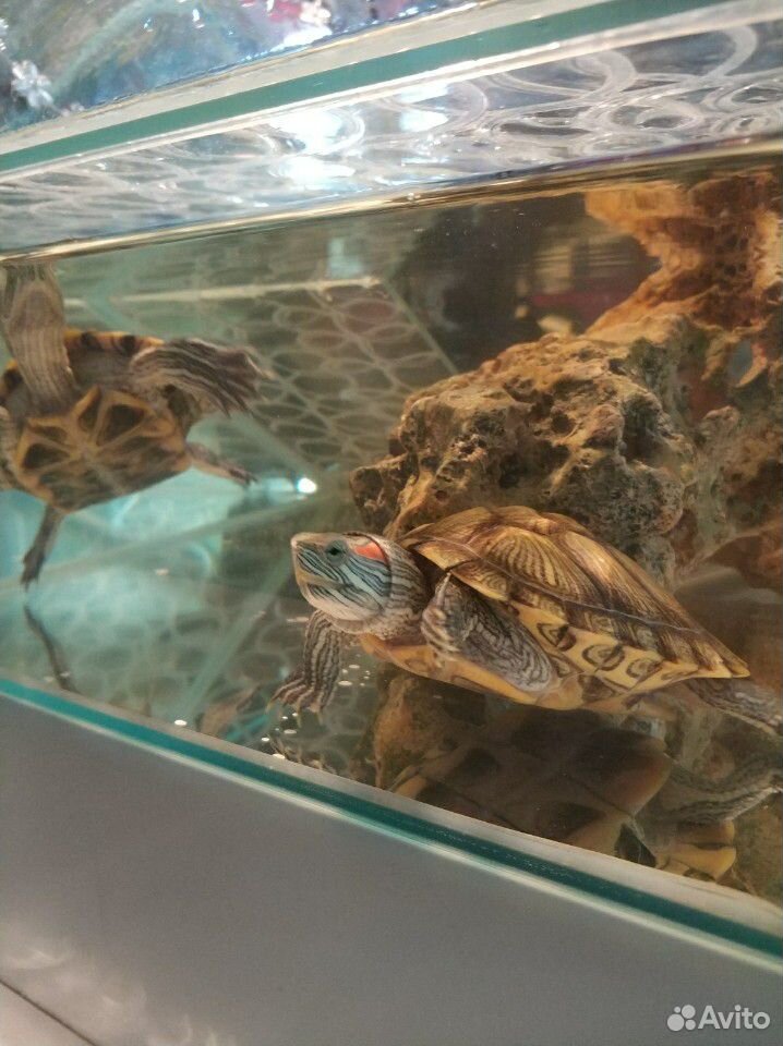 Две красноухие черепашки