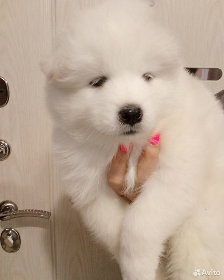 Самоедские мишки