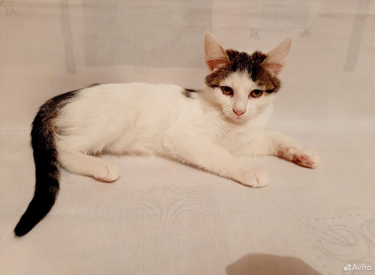 Кошка-крошка. Котенок 2,5 мес в добрые руки