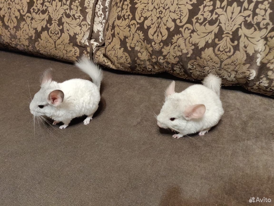 Продаются шиншиллята