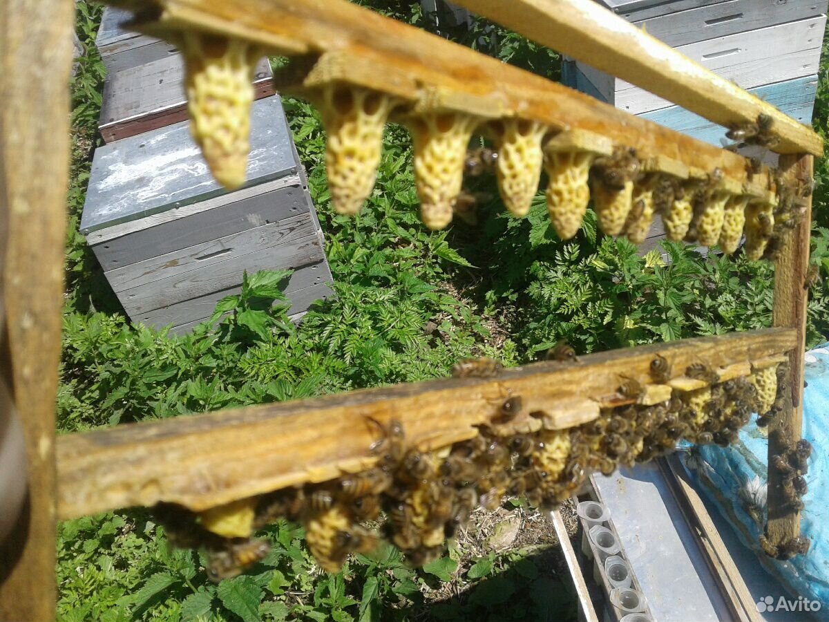 Пчело матки Карпатка