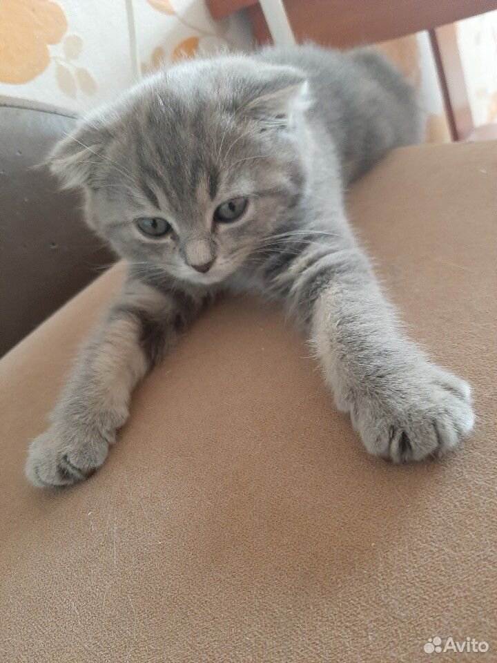 Котенок