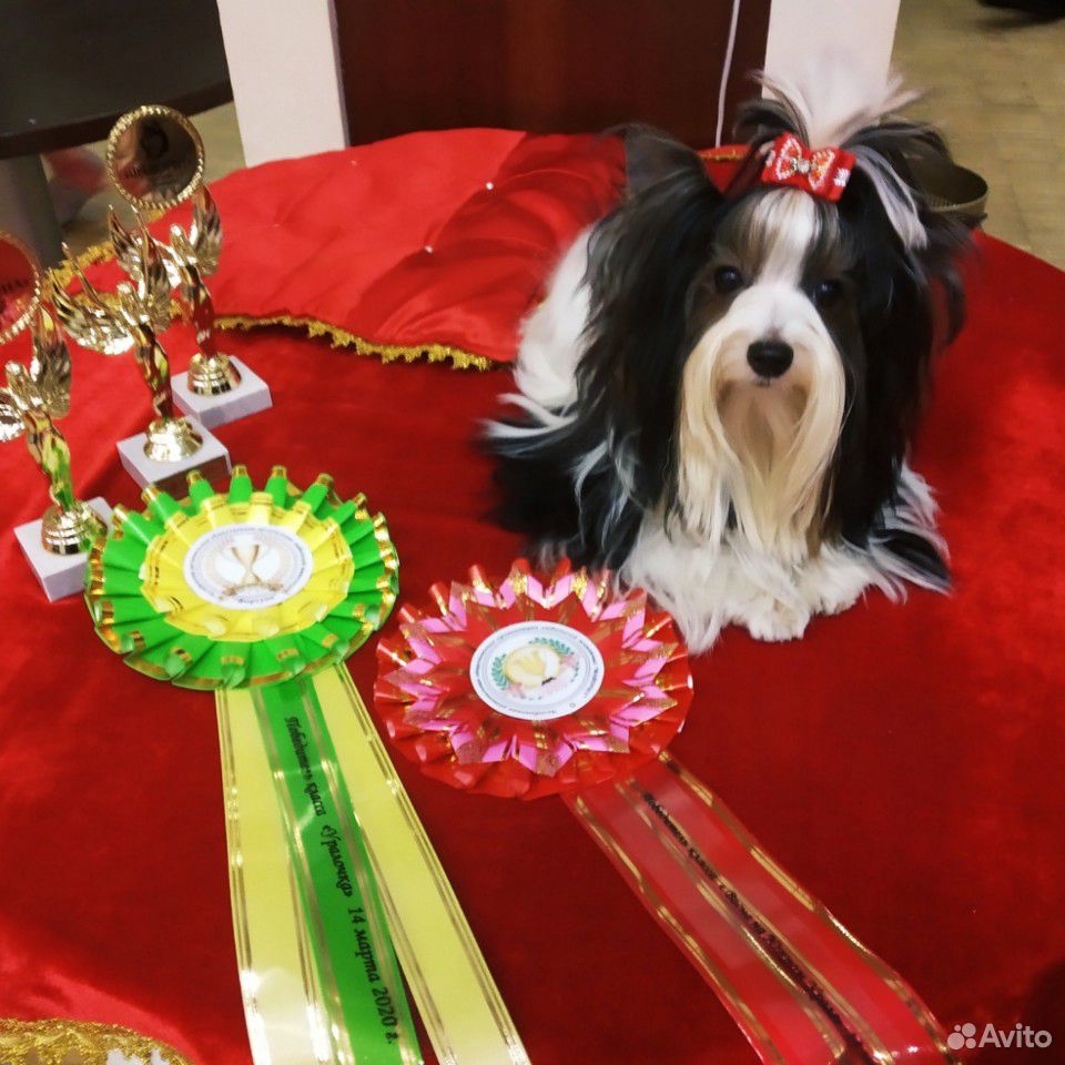 Вязка Бивер