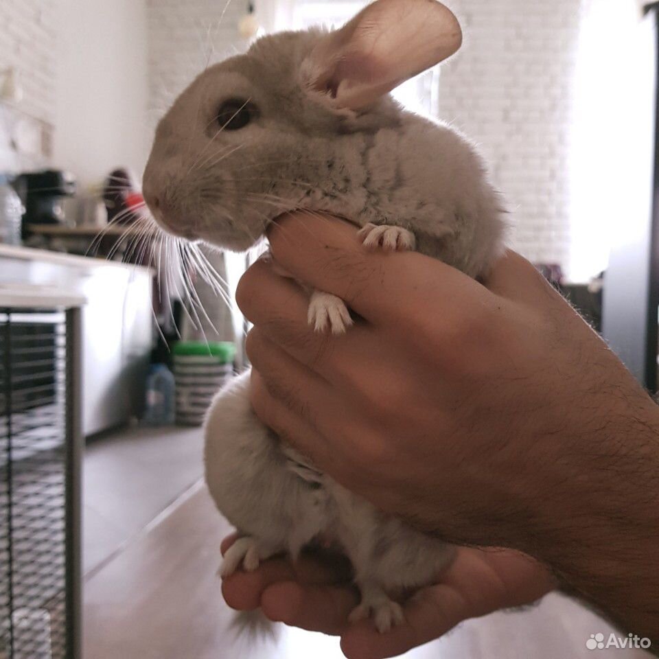 Щенок шиншиллы