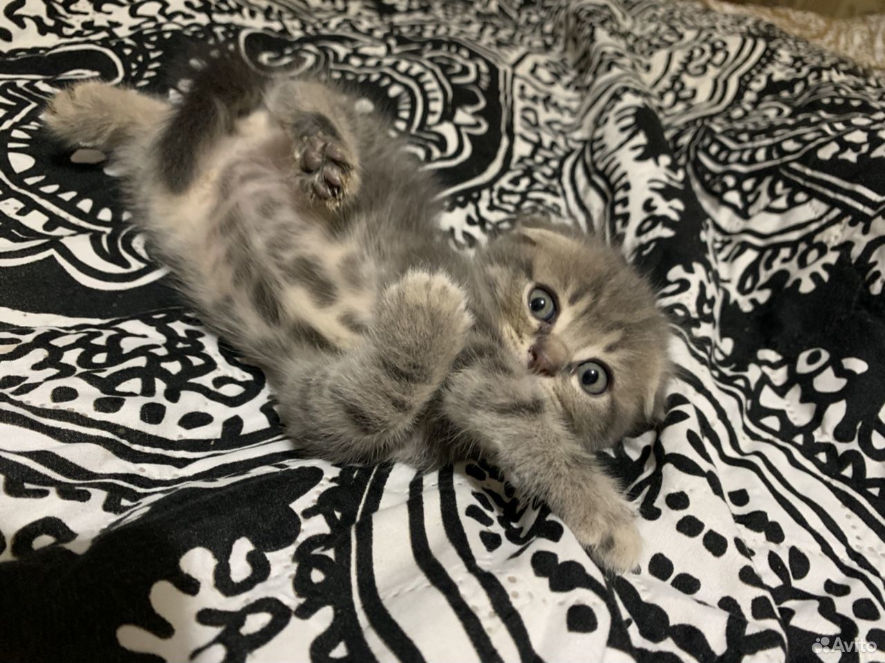 Котенок