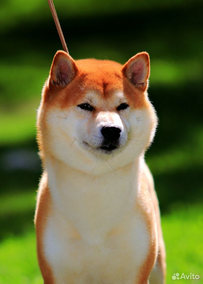 Сиба ину кобель