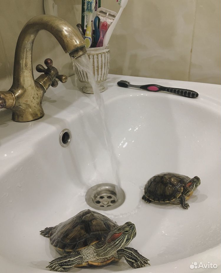 Отдам 2х красноухих черепах