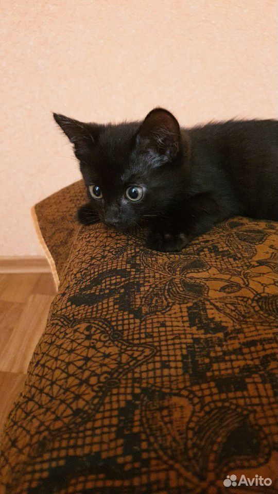 Котенок (девочка) чёрного цвета с белыми галстучко
