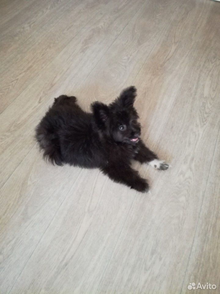 Игривый медвежонок