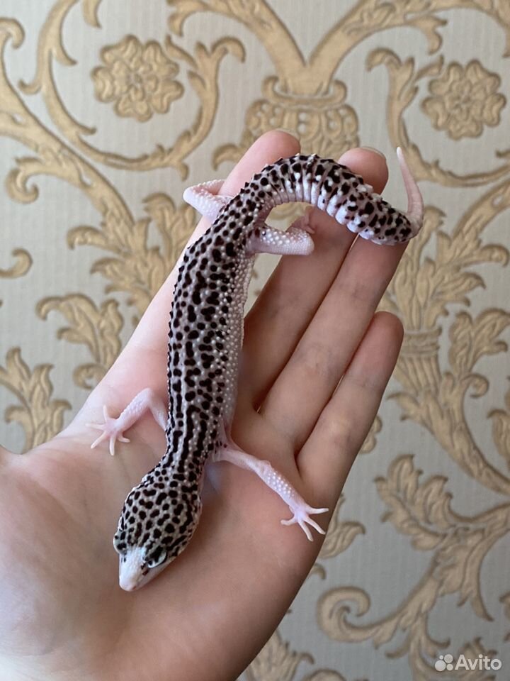 Пара эублефаров