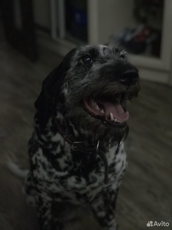 Щенки дратхар далматин