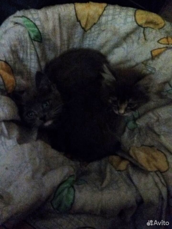 Отдам двух котят