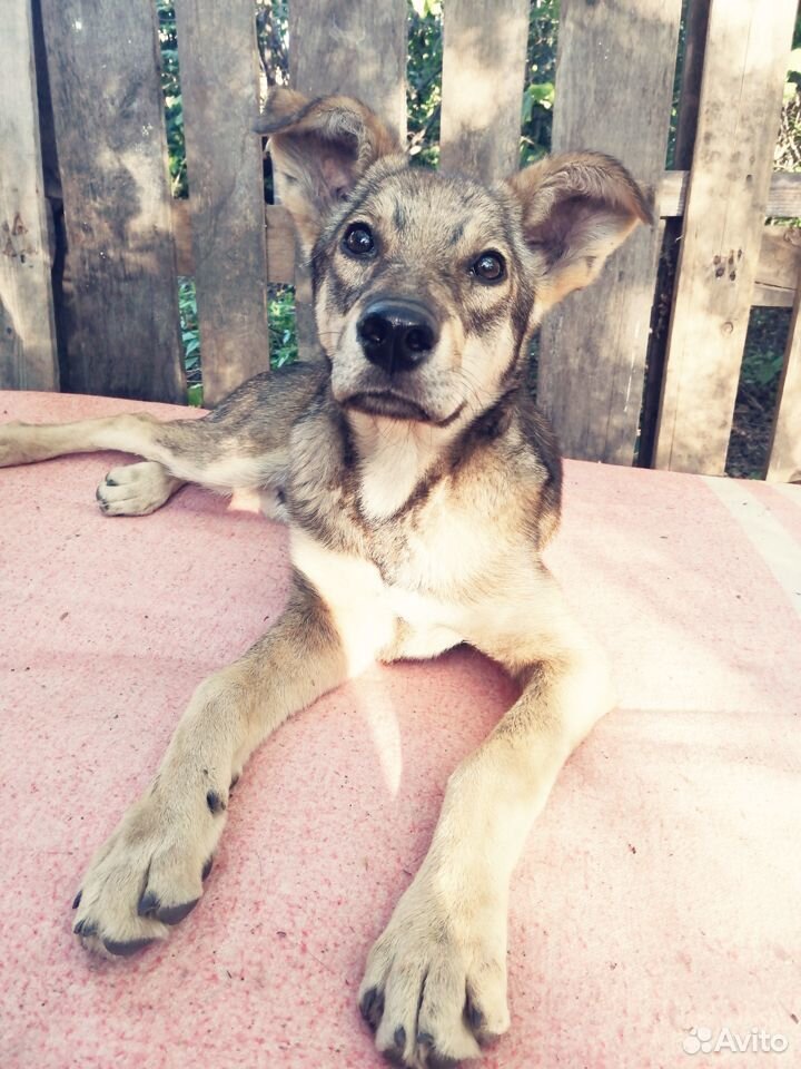 Буч ищет своего человека