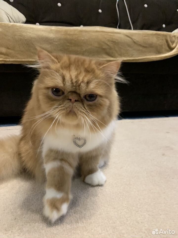 Экзотическая