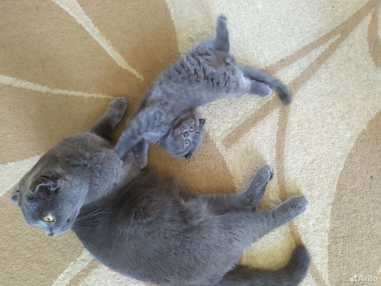 Шотландский красавчик