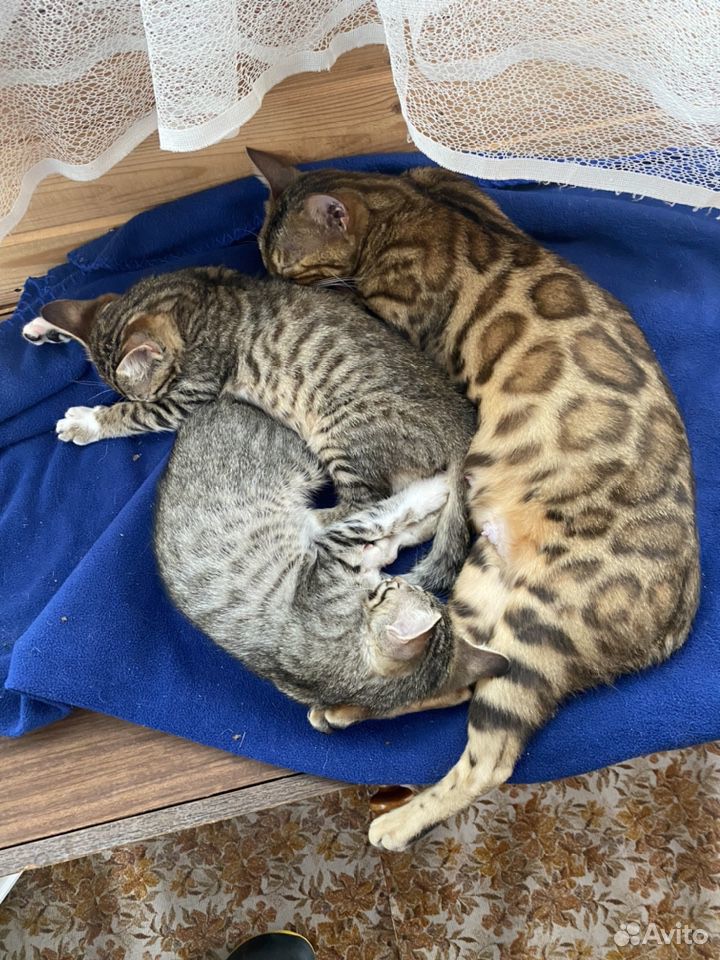 Бенгальские котята