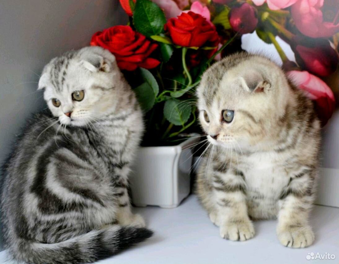 Суперкотята Шотландцы, серебро, мрамор и шиншилла