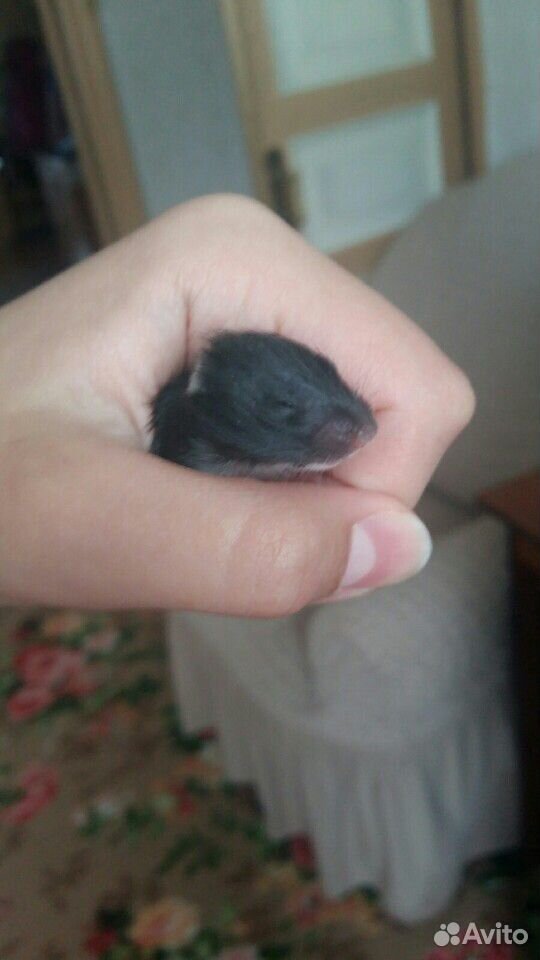 Хомки Сирийские