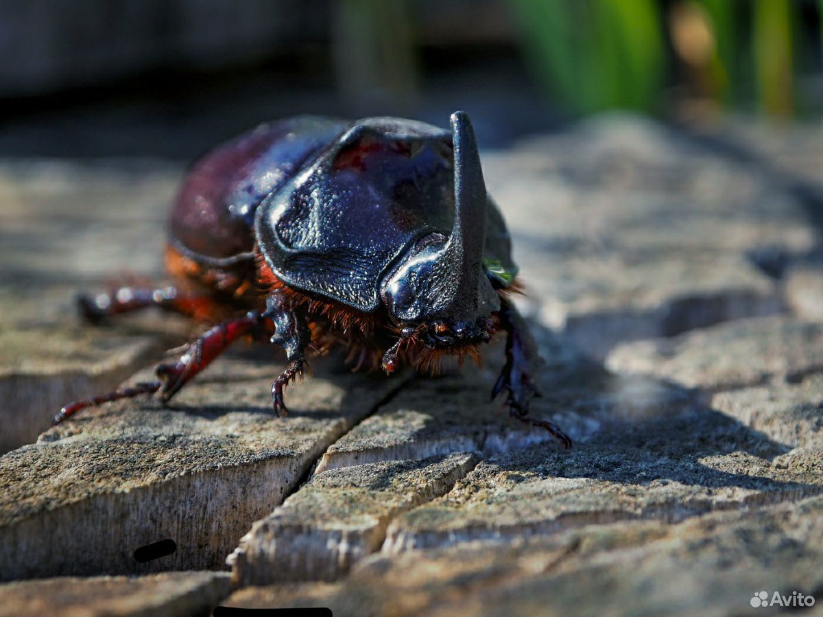 Живая личинка жука носорога