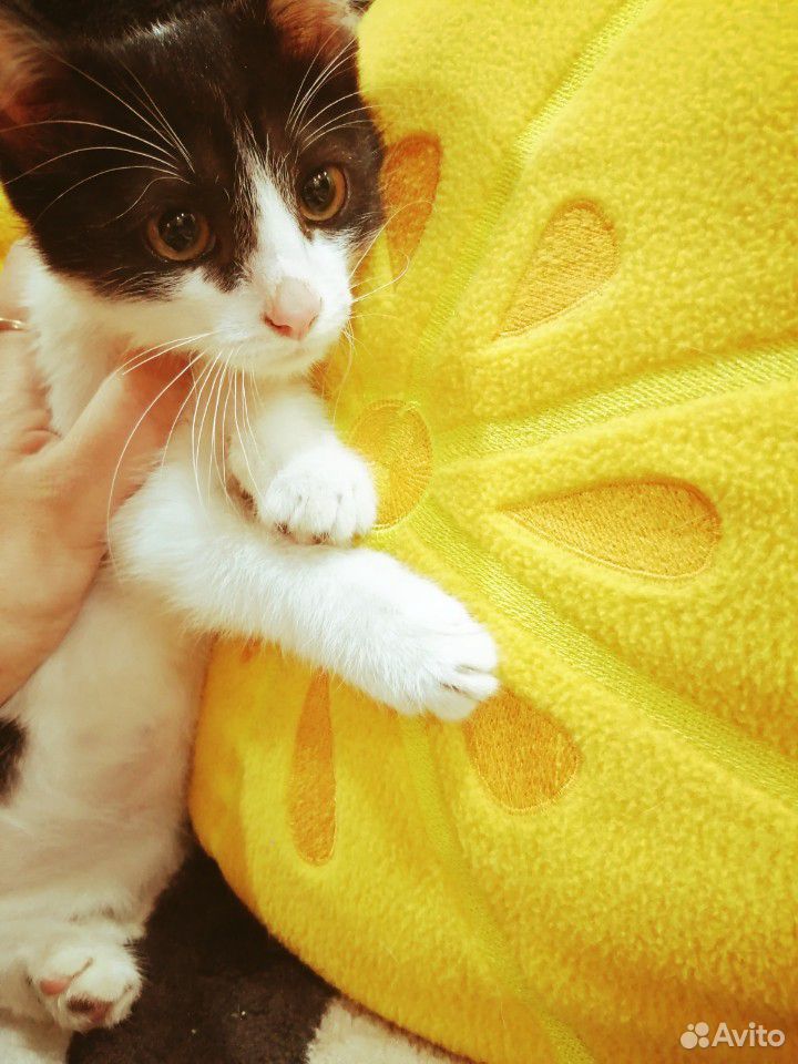 Котенок Кузя