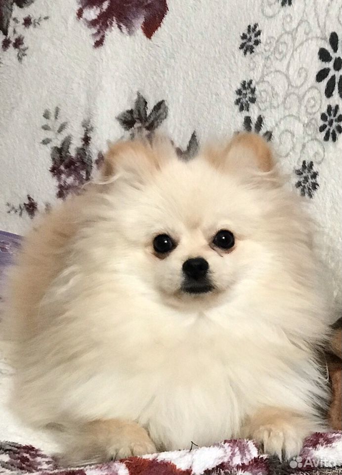 Немецкий цвергшпиц