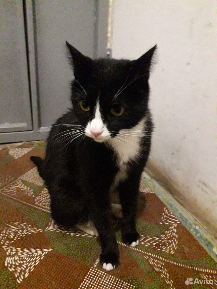 Маркиз ищет семью