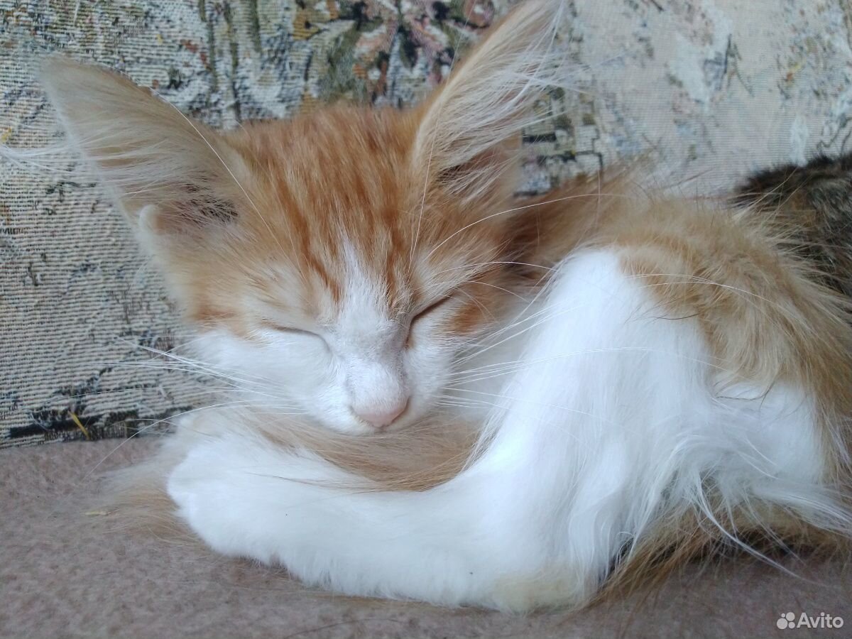 Котенок