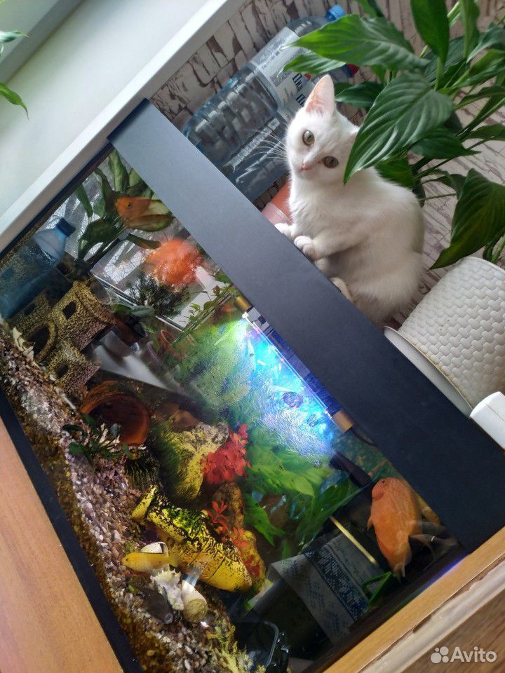 Аквариум