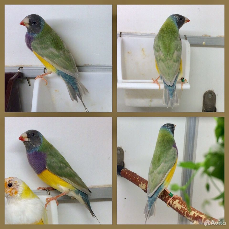 Самец Амадина Гульда (син.ген)