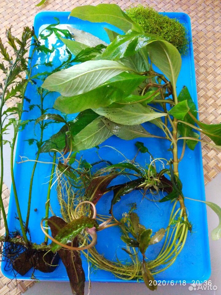 Аквариумные растения