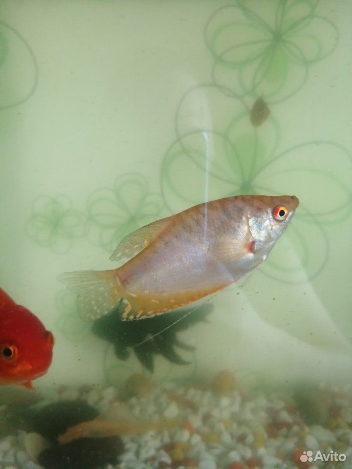 Гурами золотая