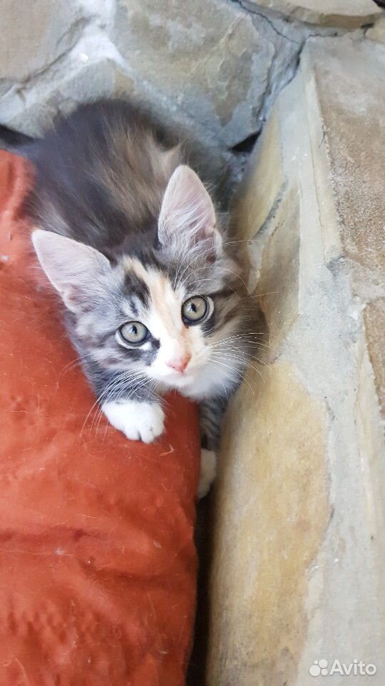 Котенок девочка 1.5мес