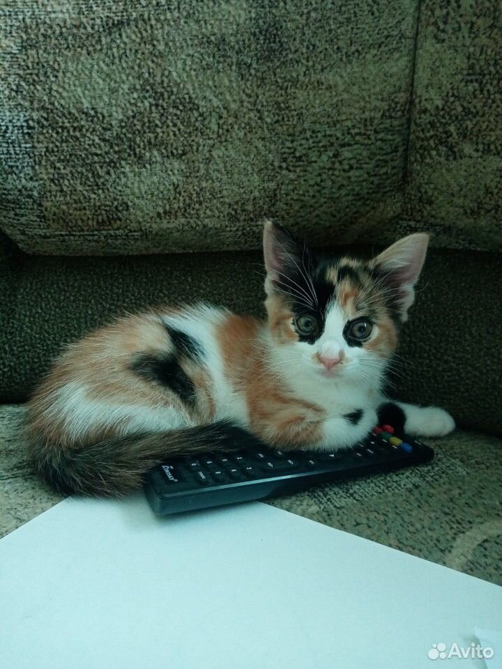 Котенок-панда