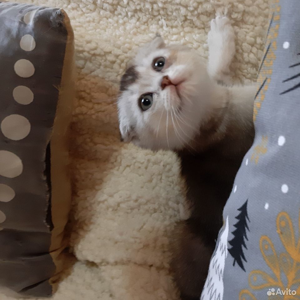 Шотландские кошечки
