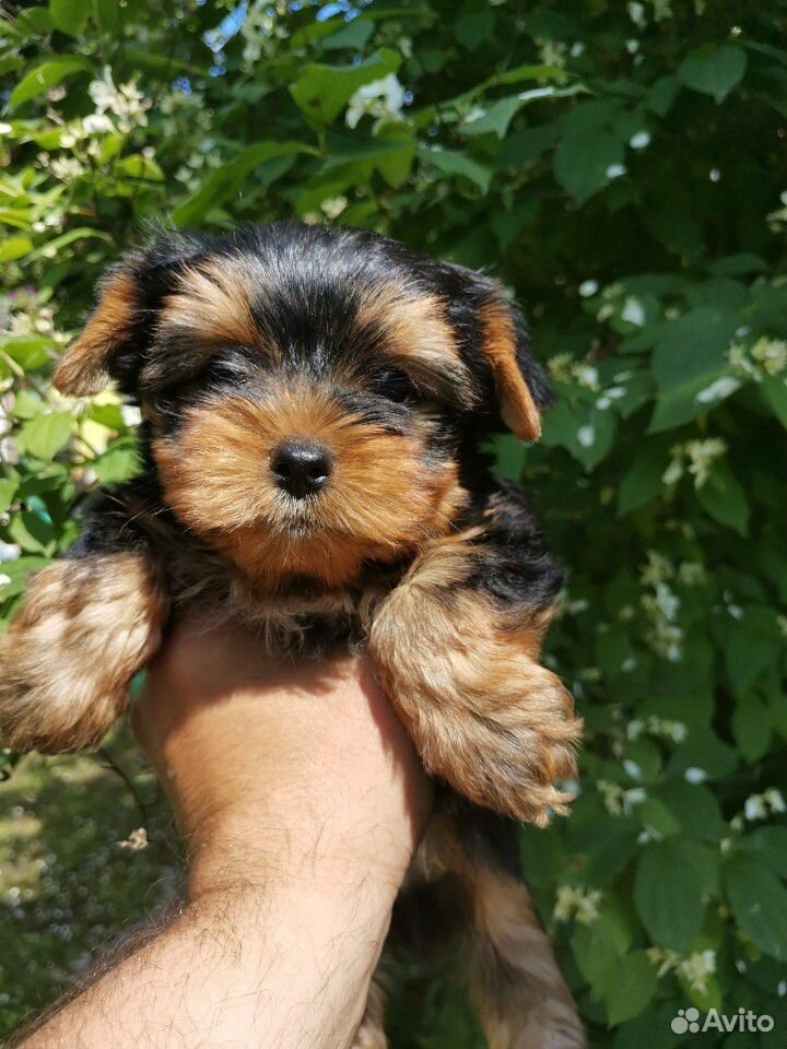 Йоркширский терьер