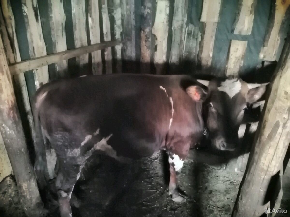 Продам быка торг