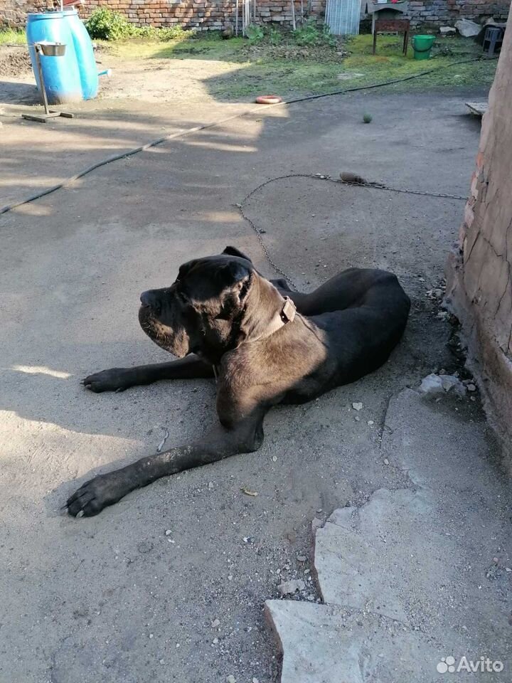 Кане Корсо отдадим в хорошие руки