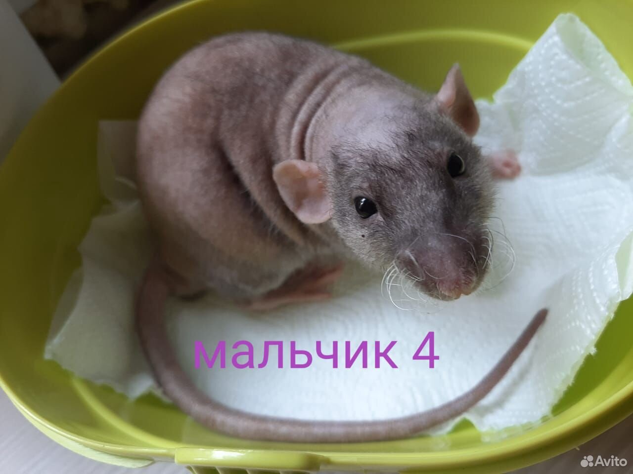 Крысята,малыши,фаззы