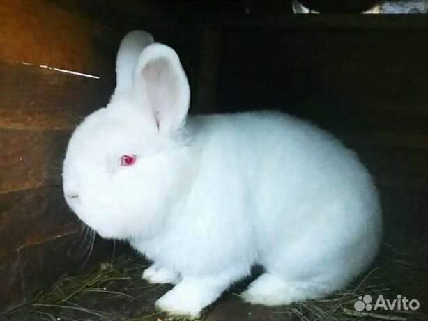 Кролик Новозеландский