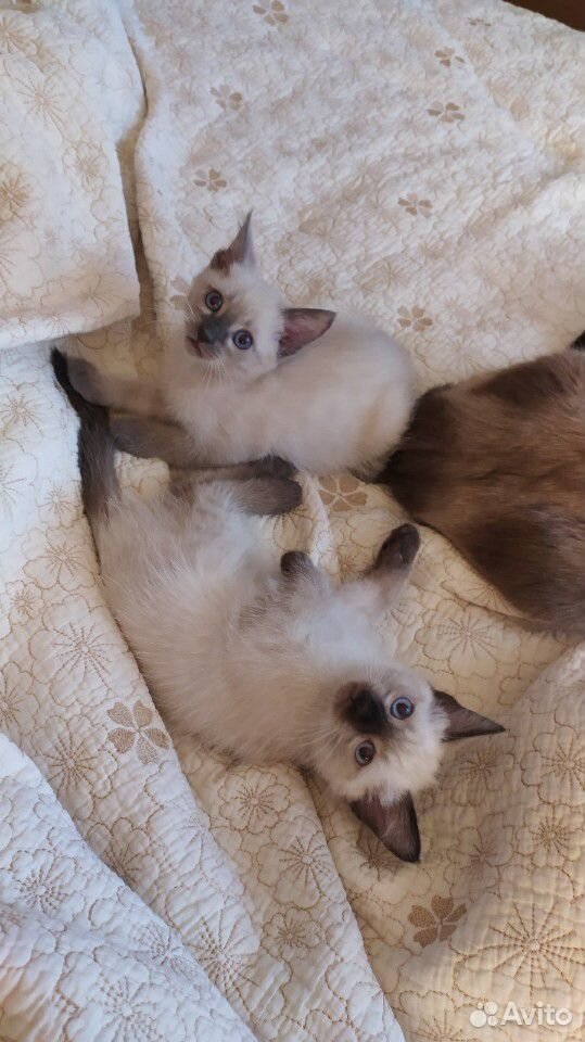 Тайские (сиамские) котята