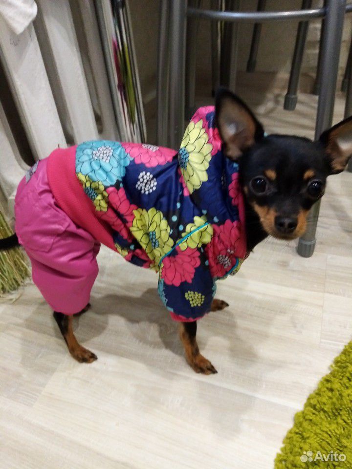 Мини той-терьер