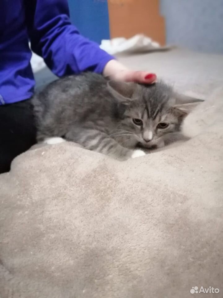 Котёнок в добрые руки