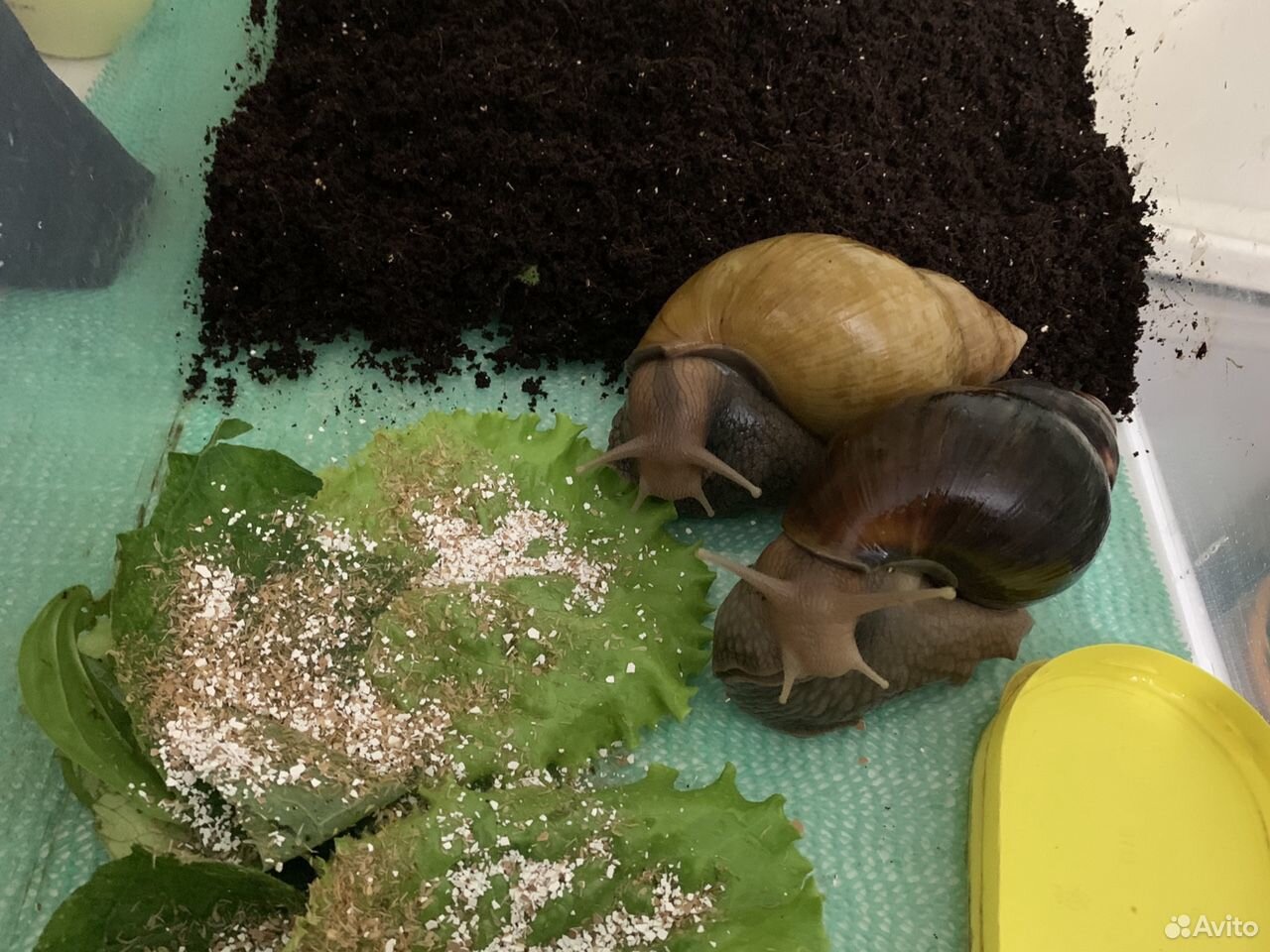 Улитки Ахатина взрослые 2 шт с контейнером