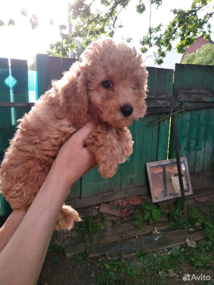 Пудель