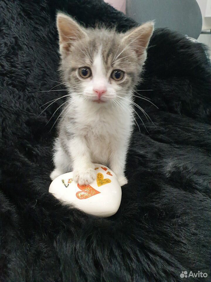 Кошка