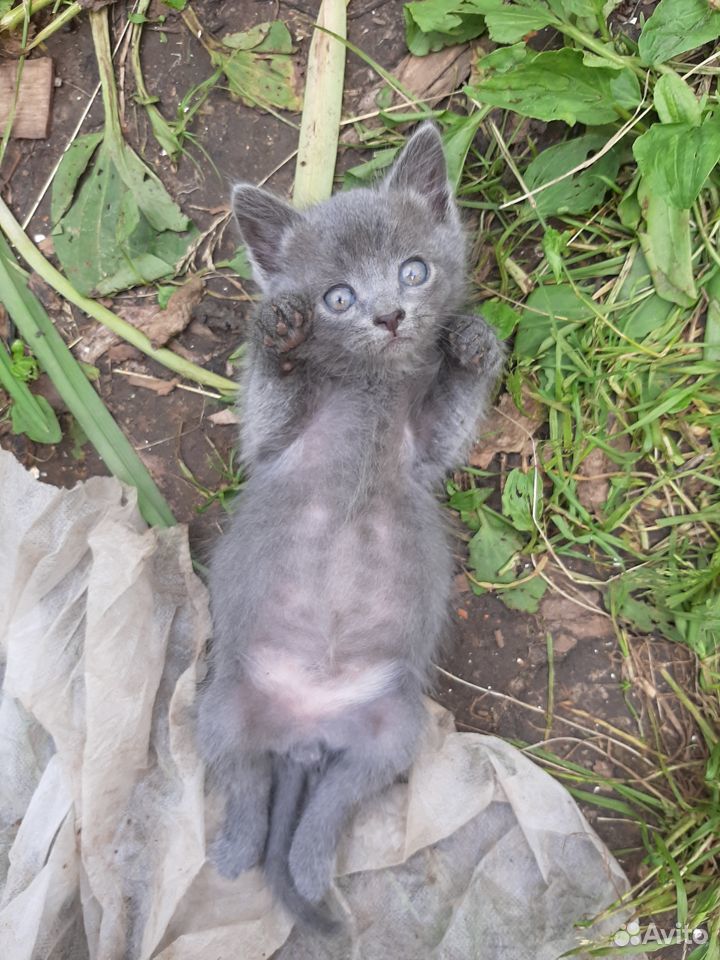 Кошка
