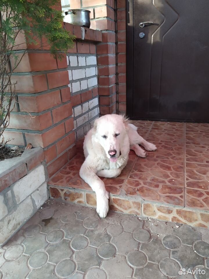 Среднеазиатская овчарка