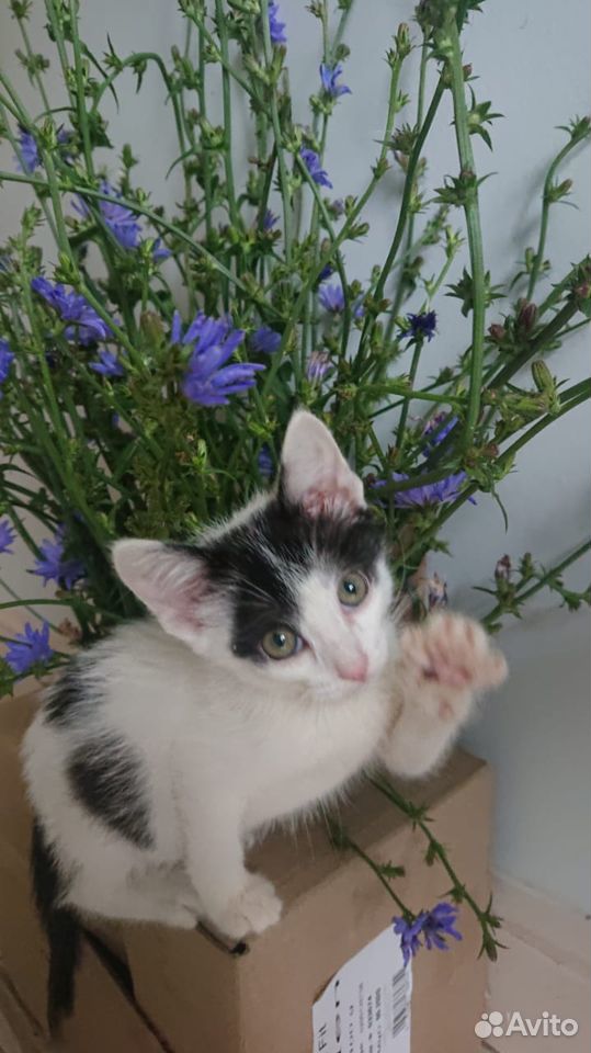 Василек,2,5 мес,ищет семью